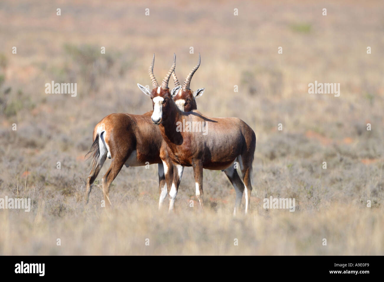 Two blesbok hi-res stock photography and images - Alamy