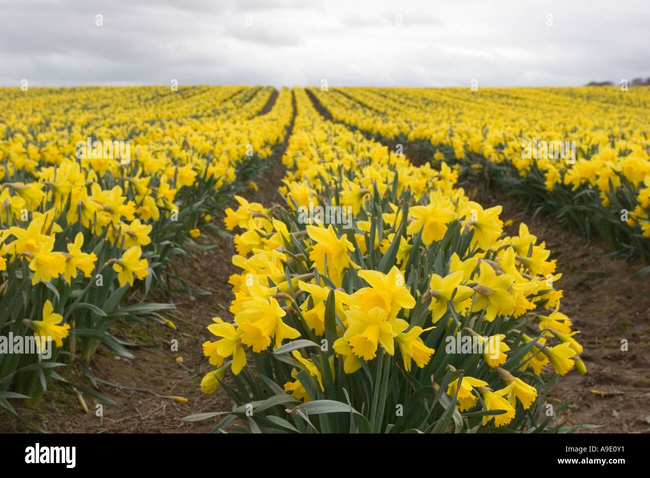 Spring - Rows of commercially grown daffodils grown for bulbs in North ...