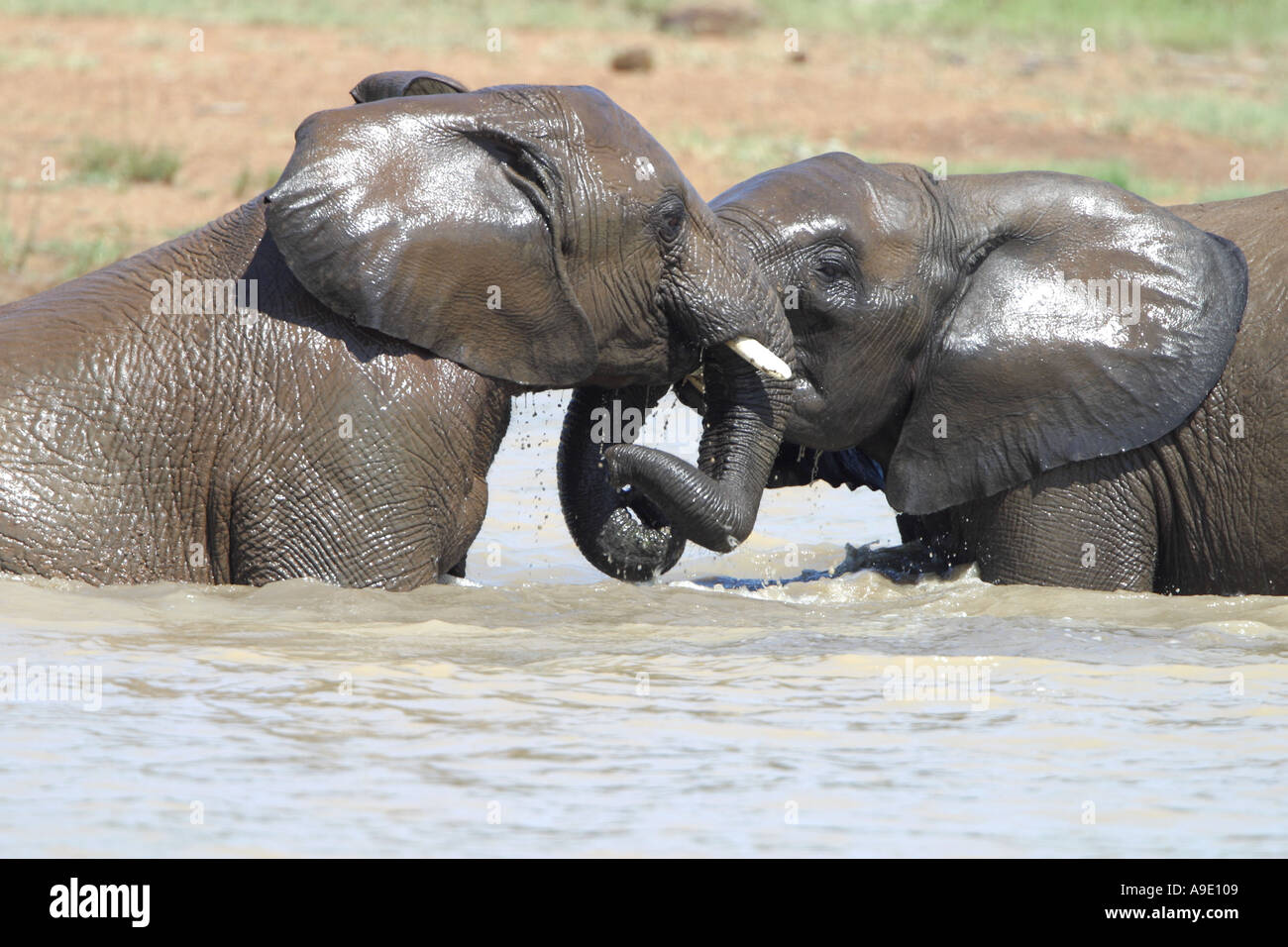 elephant young playing Stock Photo - Alamy
