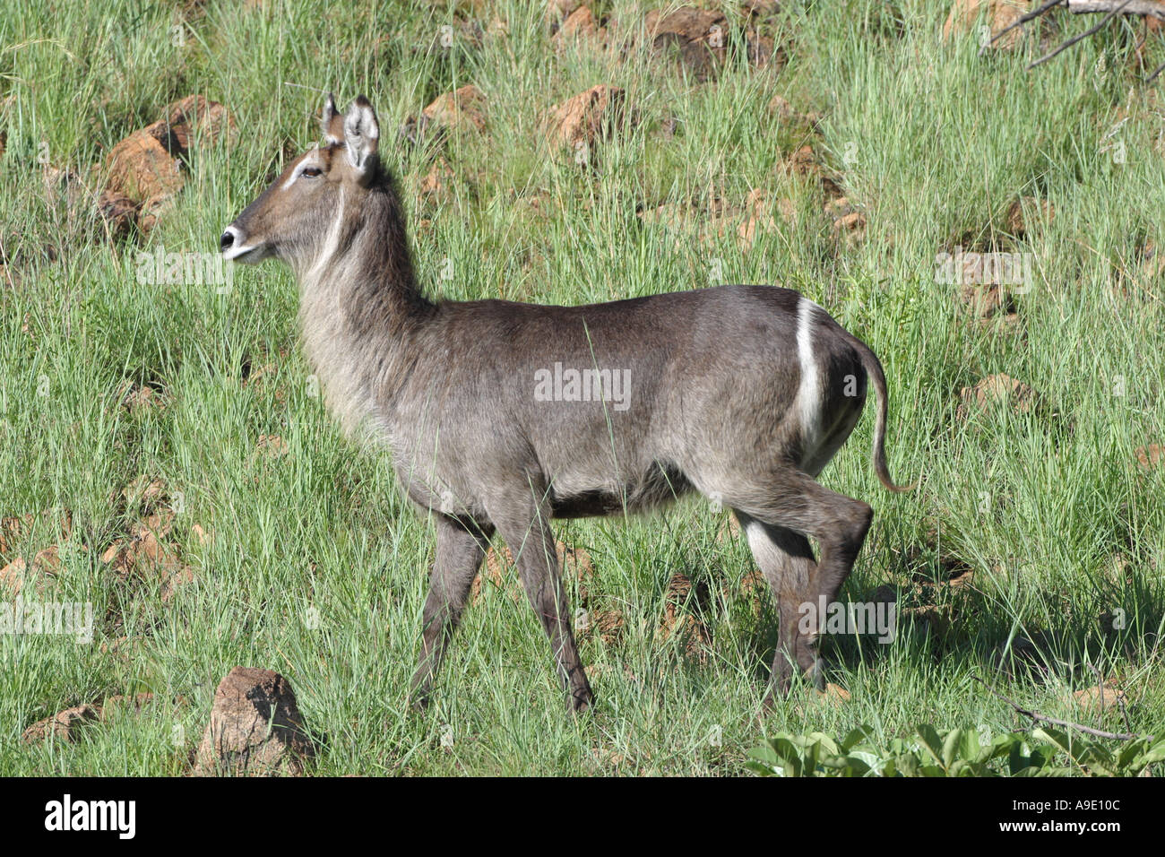 Waterbuck walking hi-res stock photography and images - Alamy