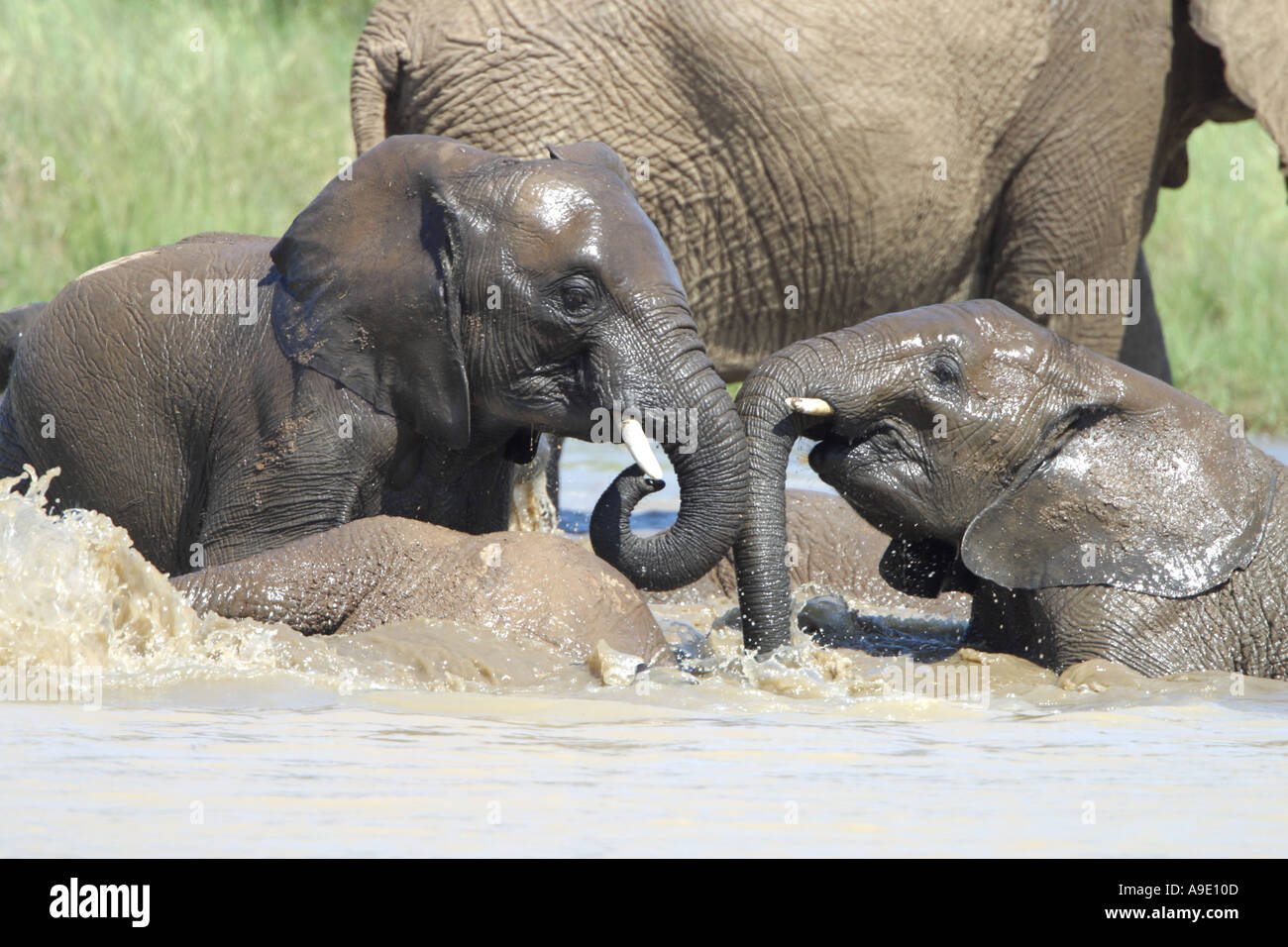 elephant young playing Stock Photo - Alamy
