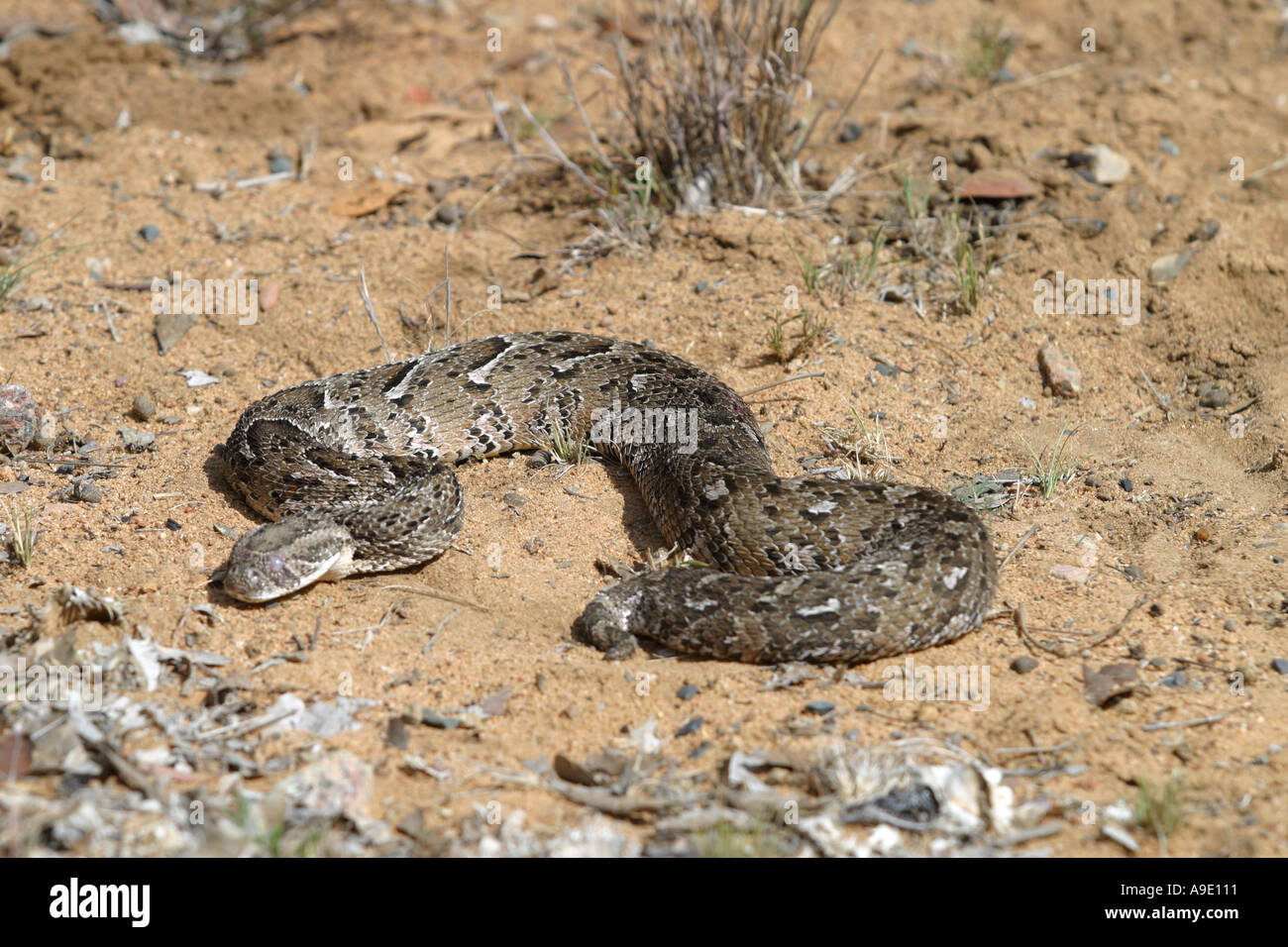 Puff adder sand hi-res stock photography and images - Alamy