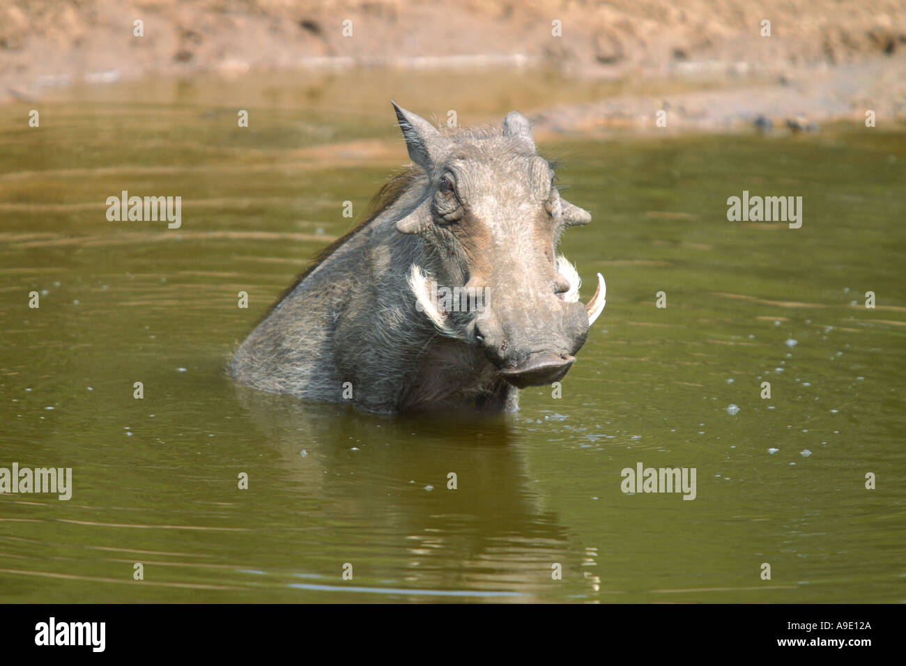warthog sitting in waterhole Stock Photo - Alamy