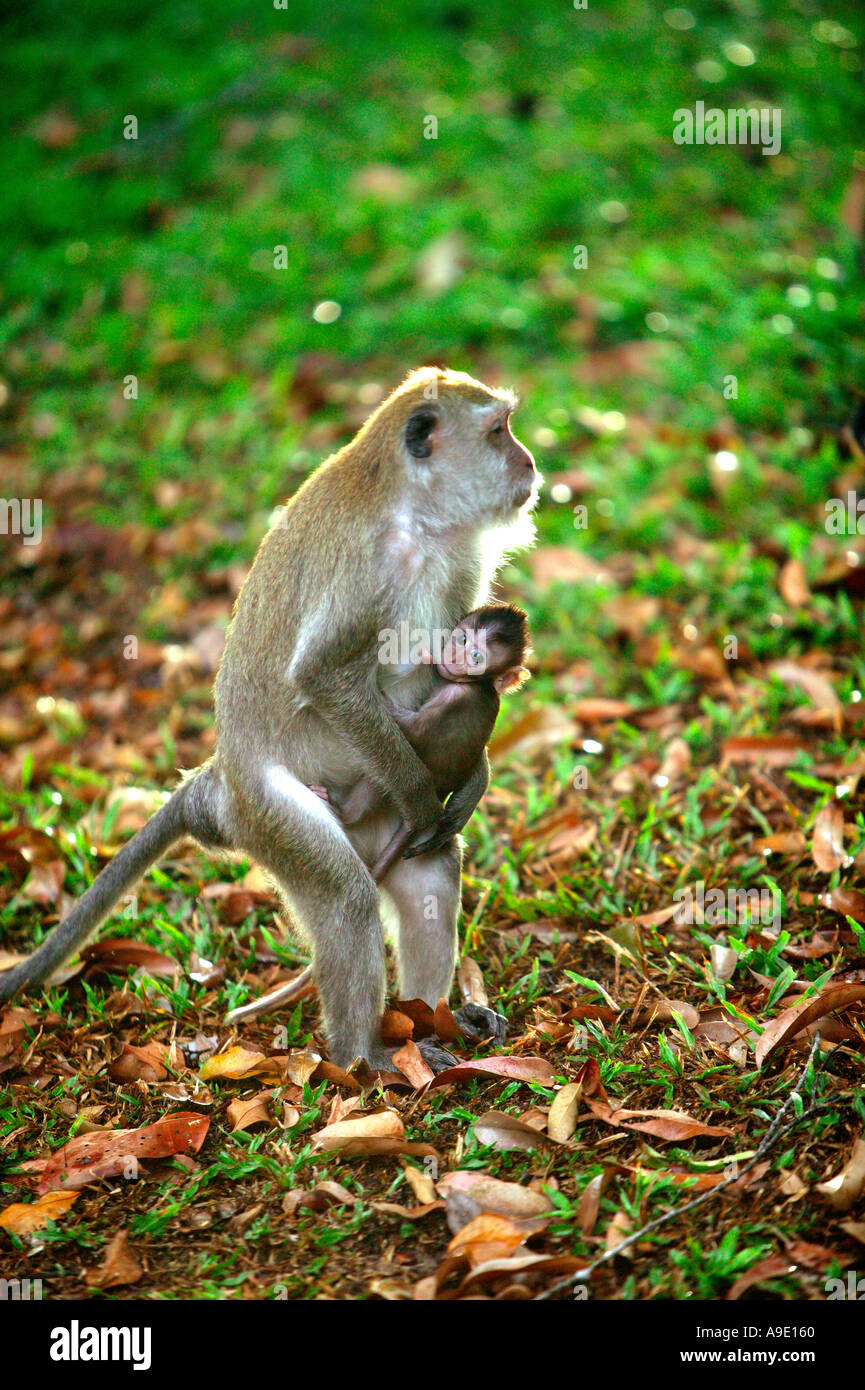Macaque monkeys Langkawi Malaysia Stock Photo - Alamy