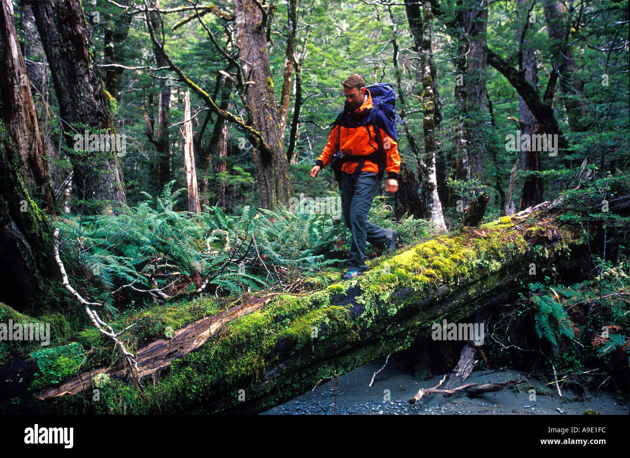 Walking in native bush Routeburn Track New Zealand Model release 104 ...