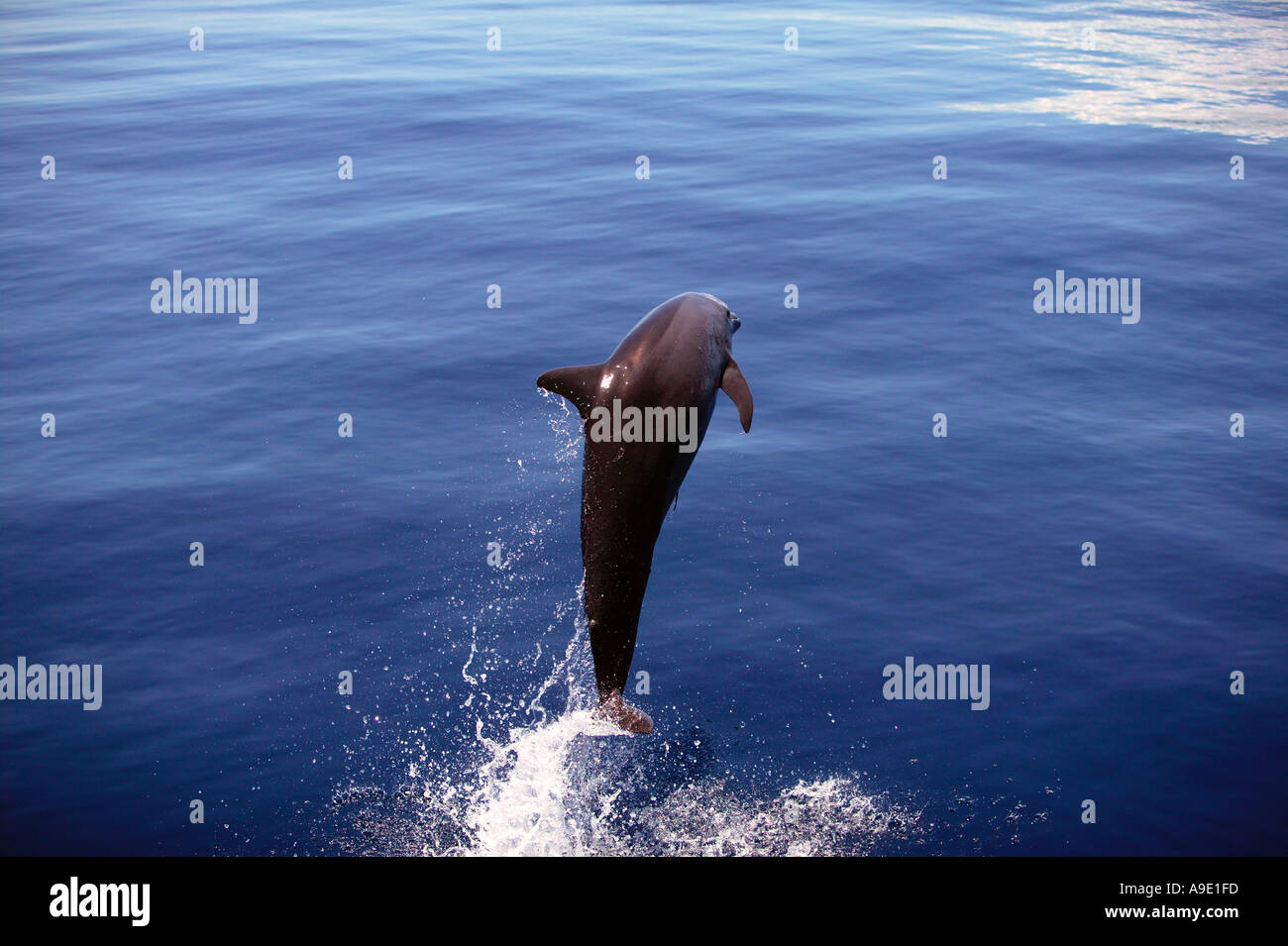 Bottlenose dolphin Fiji Stock Photo - Alamy