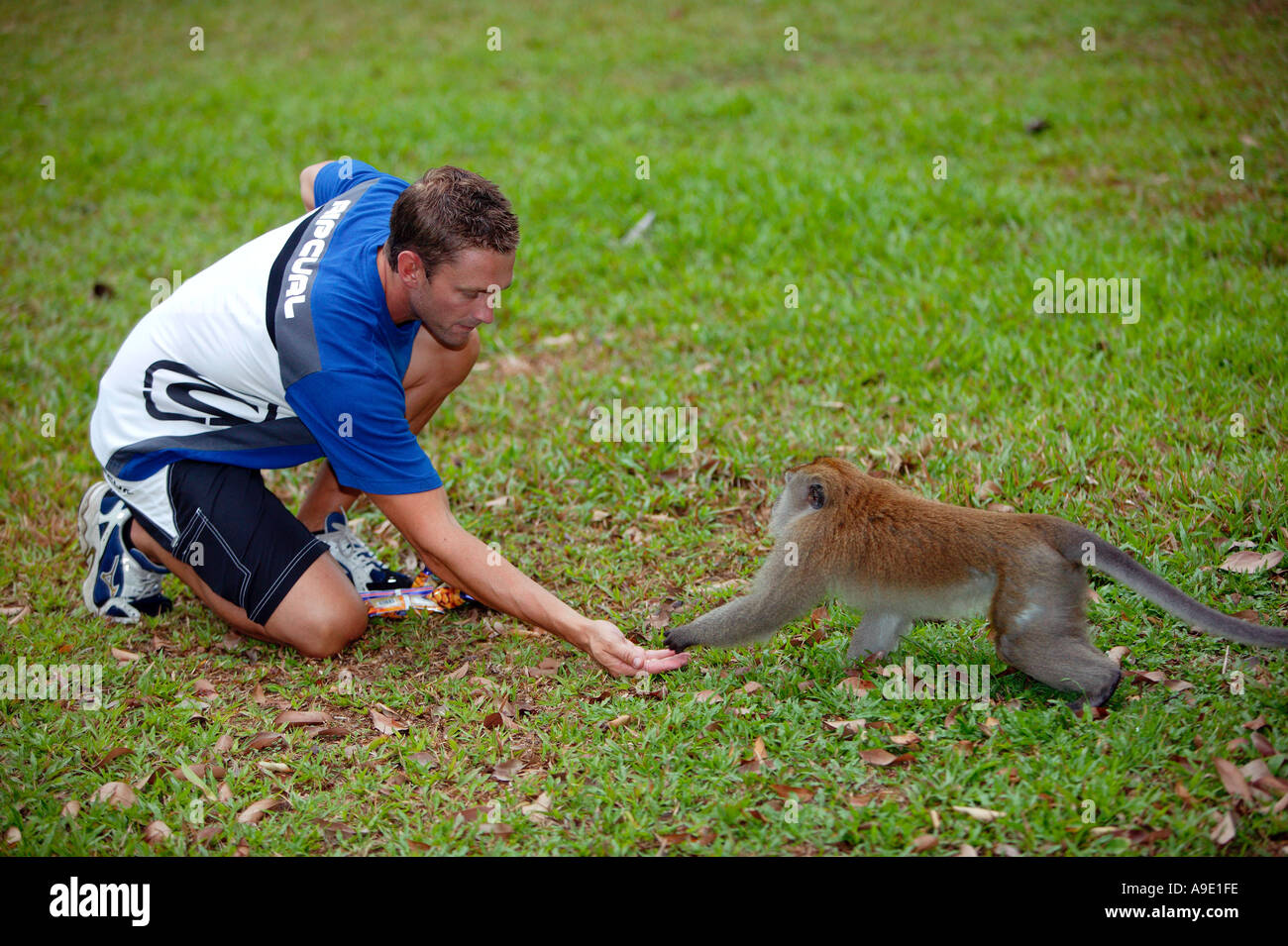 Monkeys langkawi malaysia hi-res stock photography and images - Alamy