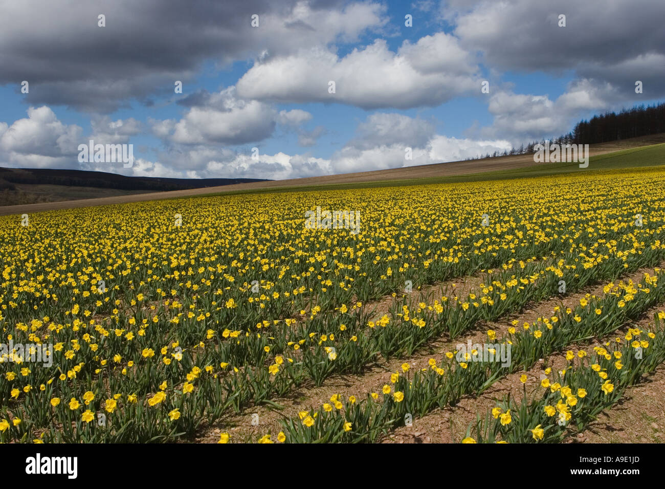 Scottish Commercial daffodil bulb growing, field, nature, green, yellow ...