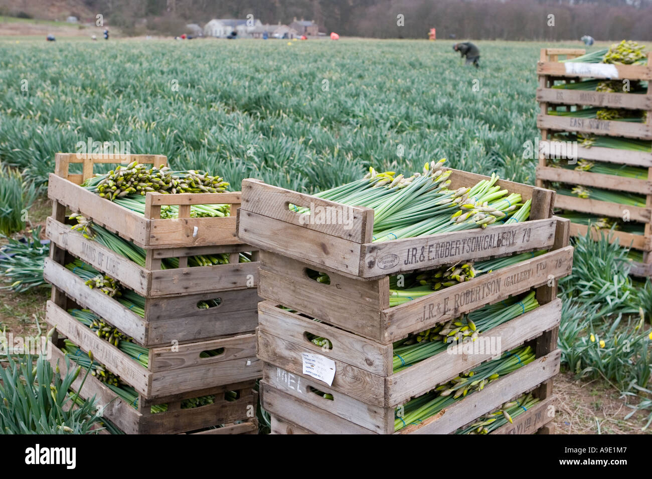 Commercial daffodil growing farming rows hi-res stock photography and ...