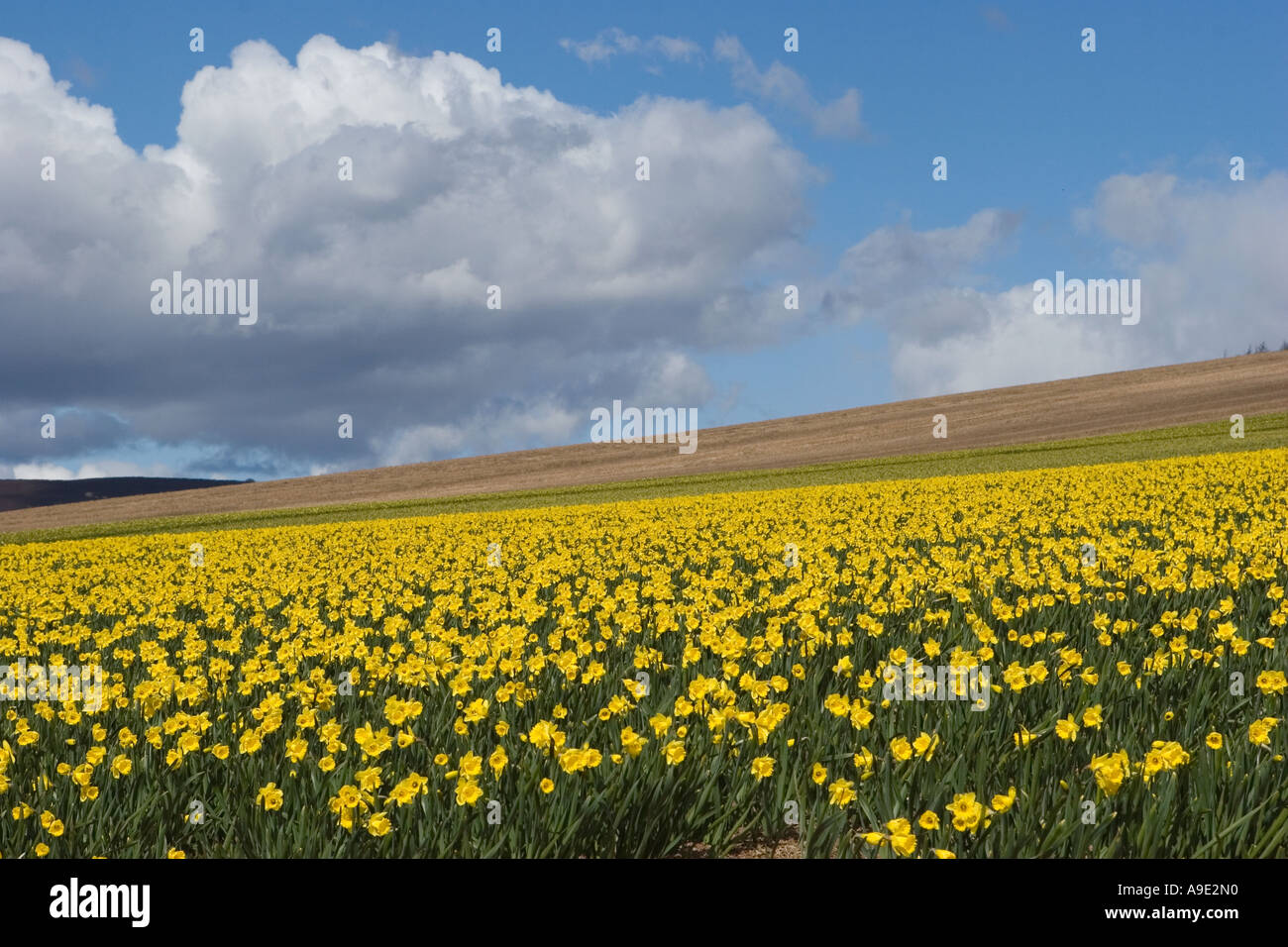 Scottish Commercial daffodil bulb growing, field, nature, green, yellow ...