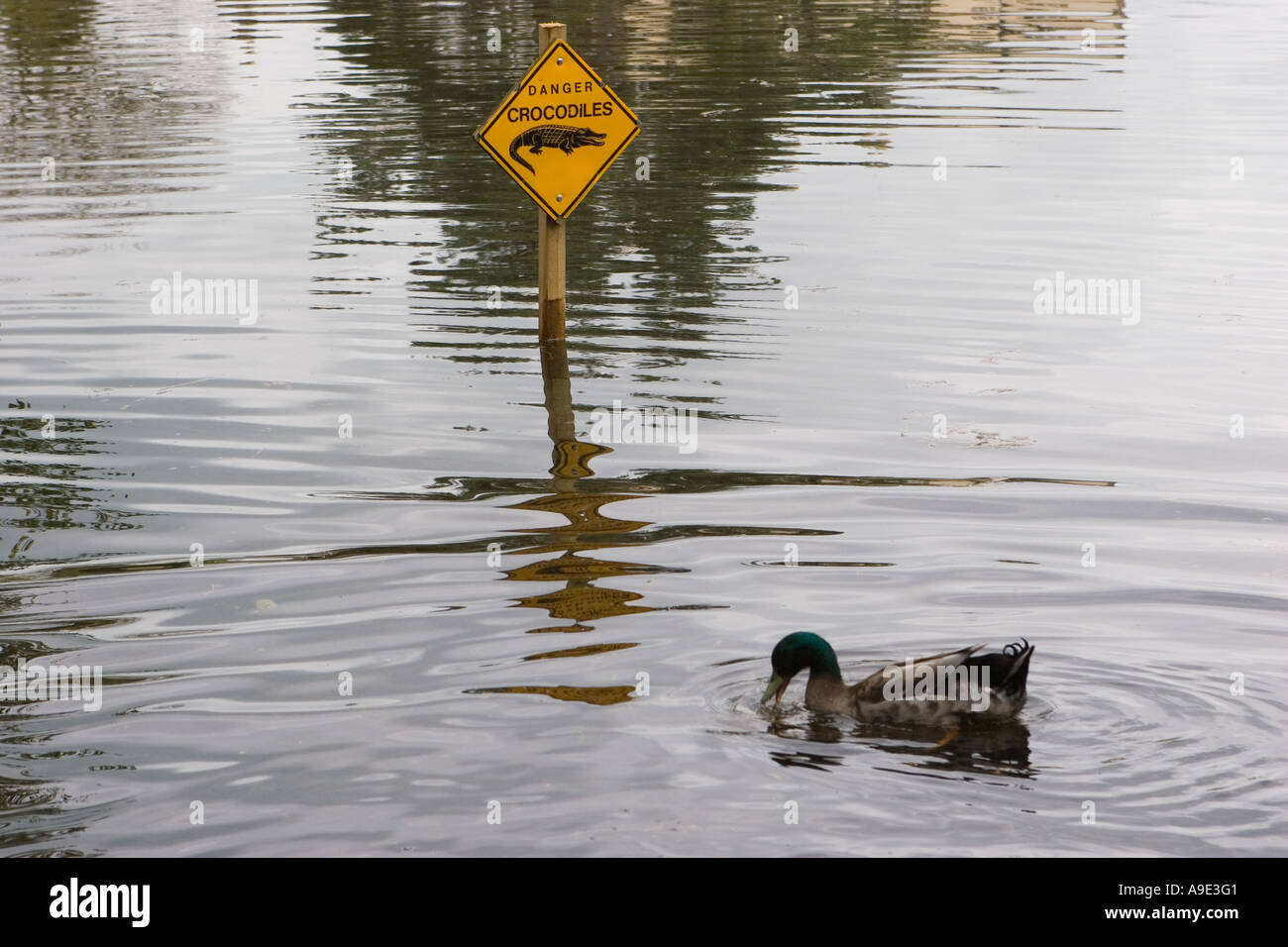 Danger Crocodiles - sign to deter visitors from entering shallow duck ...