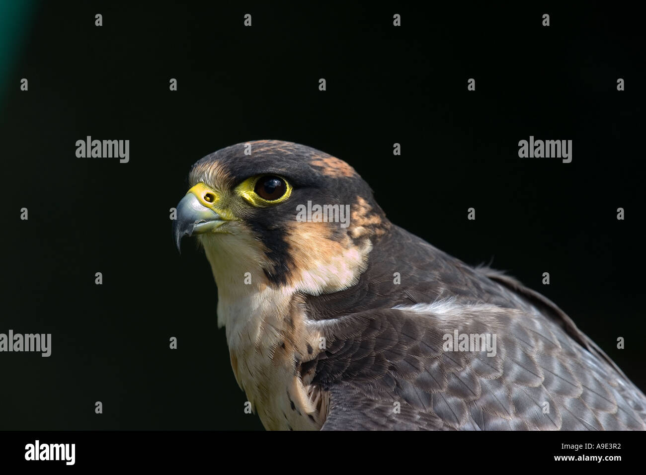 Falcon head hi-res stock photography and images - Alamy