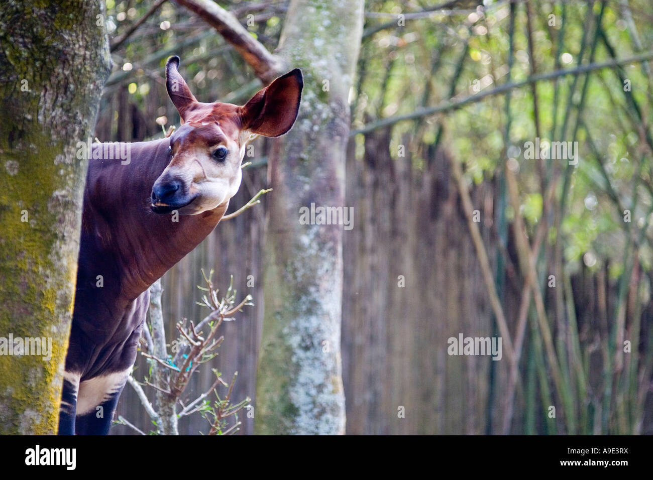 Ituri forest hi-res stock photography and images - Alamy