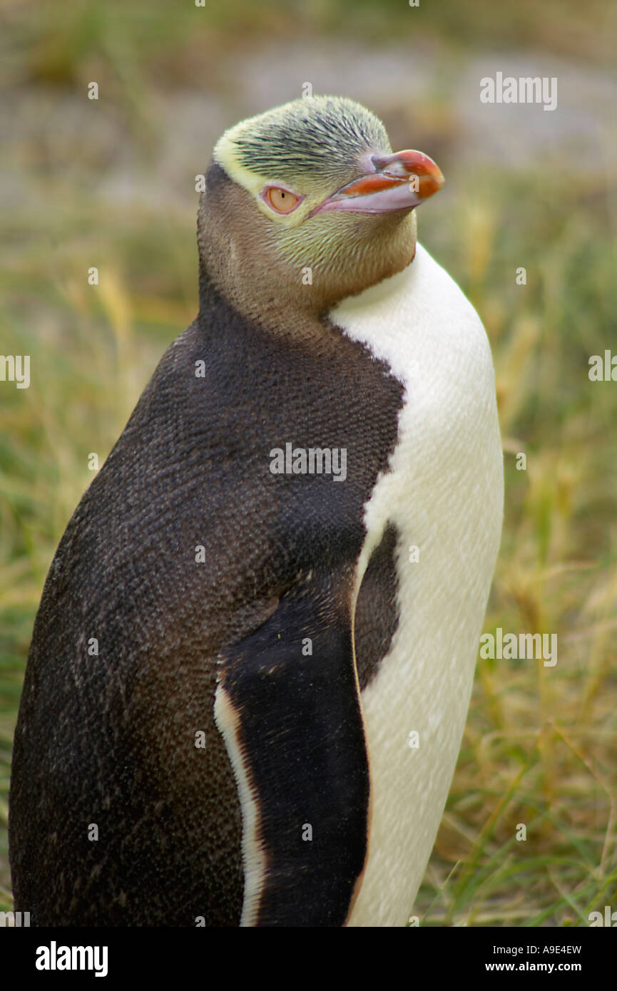 Yellow Eyed Penguin in Otago Peninsula Dunedin New Zealand Stock Photo ...