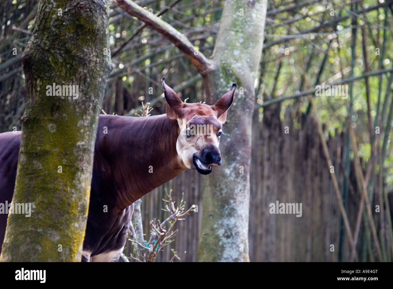 Okapi Okapia johnstoni from the Ituri Rainforest located in Central ...