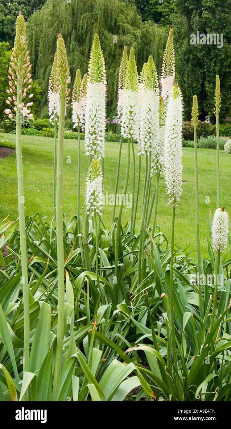 Eremurus robustus hi-res stock photography and images - Alamy