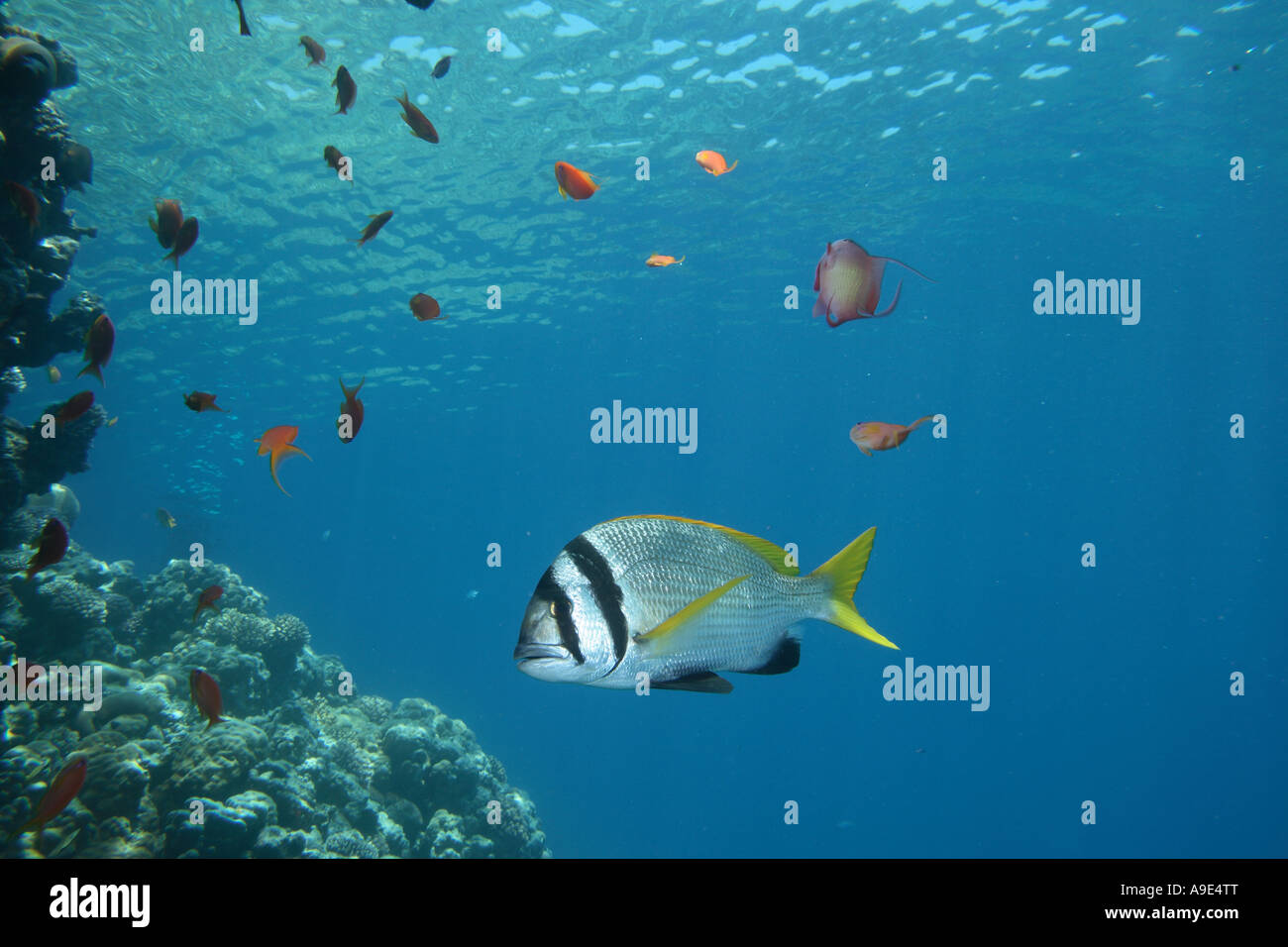 Doublebar Bream in the Red Sea at Dahab Egypt Acanthopagrus bifasciatus ...