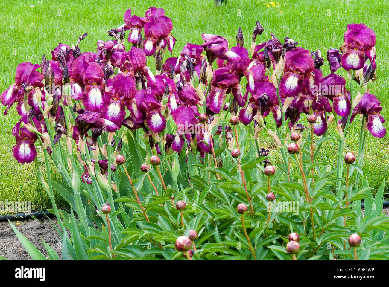 Iris port hi-res stock photography and images - Alamy