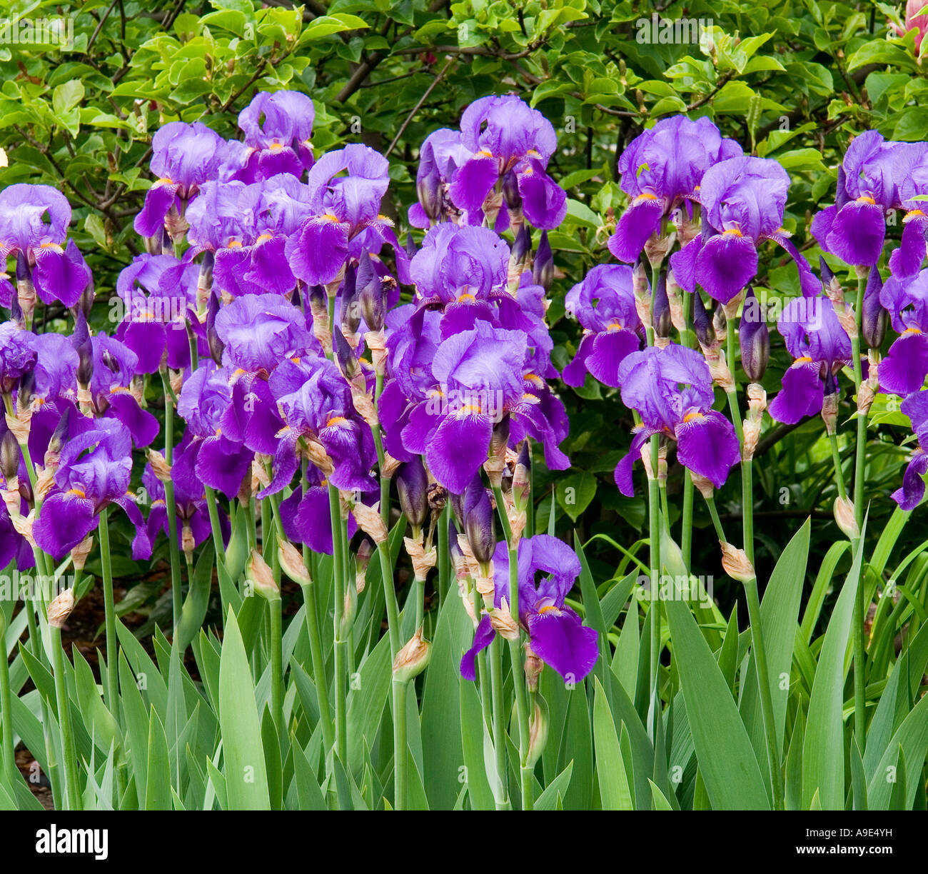 Violet Iris "Joanna" flowers blooming Stock Photo - Alamy