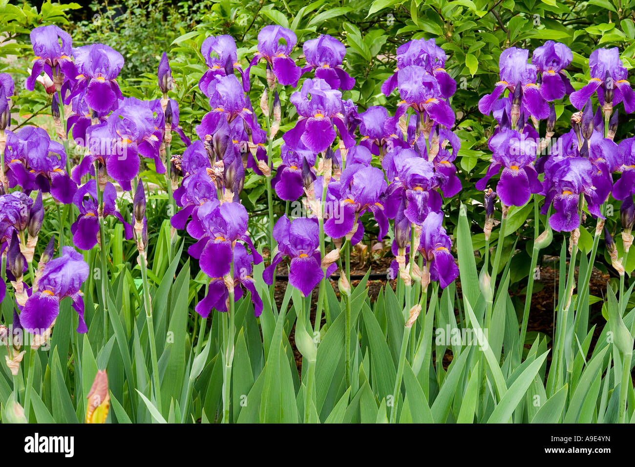 Violet Iris "Joanna" flowers blooming Stock Photo - Alamy