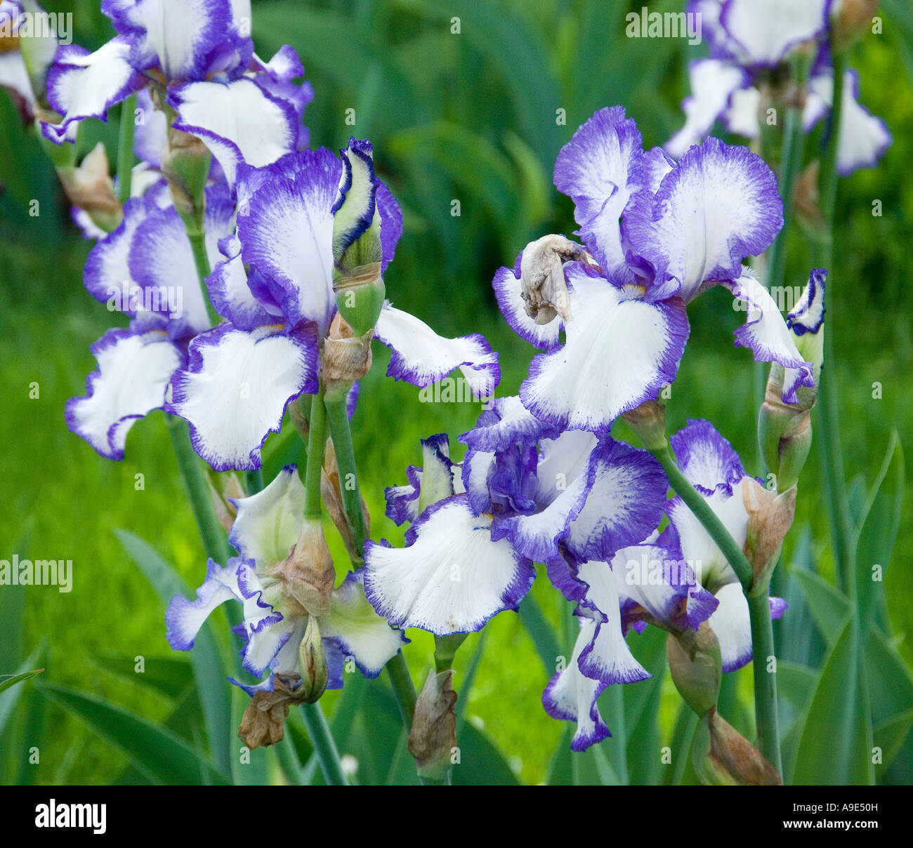 White blue Iris "Rare treat" flowers blooming Stock Photo - Alamy