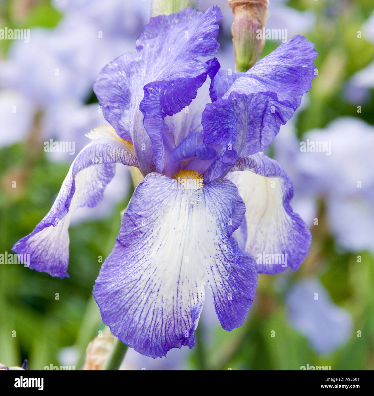 Blue Iris "Mary Randall" flower blooming Stock Photo - Alamy