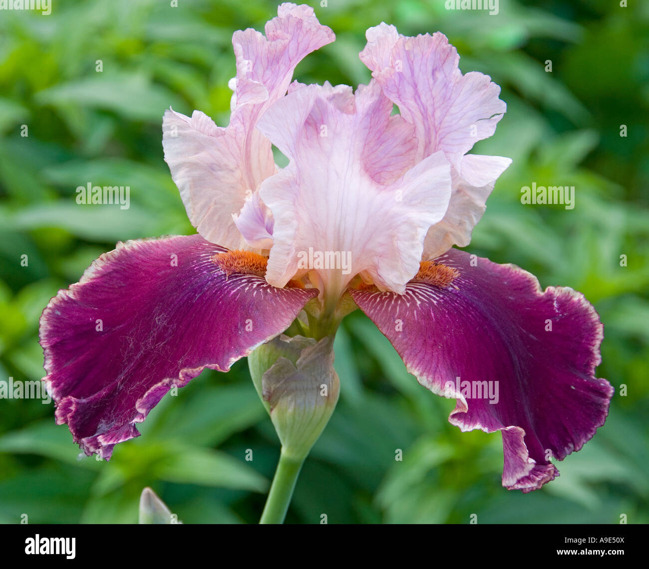 Latin lover hi-res stock photography and images - Alamy