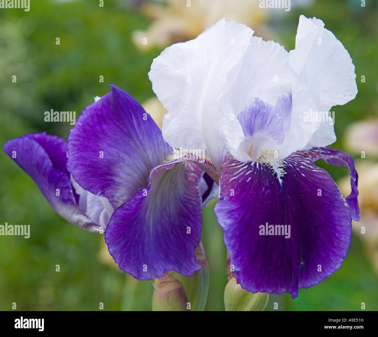 White blue Iris "Elisabeth Noble" flowers blooming Stock Photo - Alamy