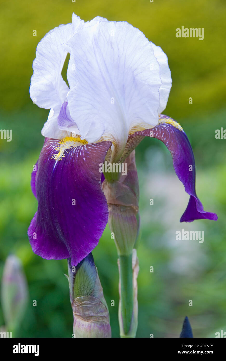 White blue Iris "Elisabeth Noble" flower blooming Stock Photo - Alamy