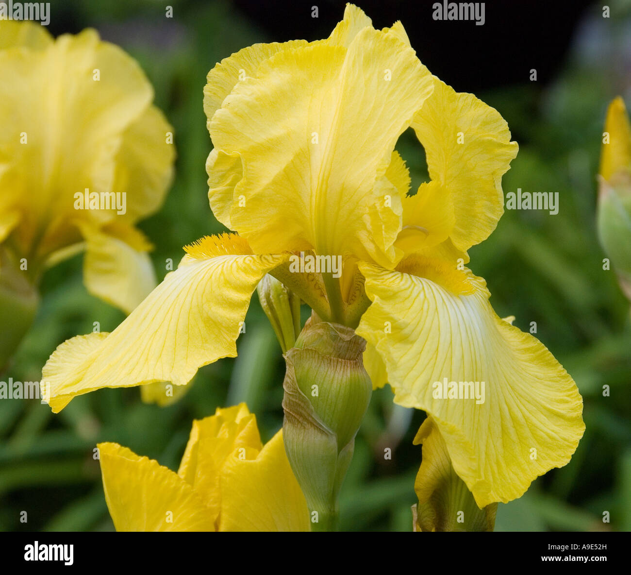 Yellow Iris "Green quest" flower blooming Stock Photo - Alamy