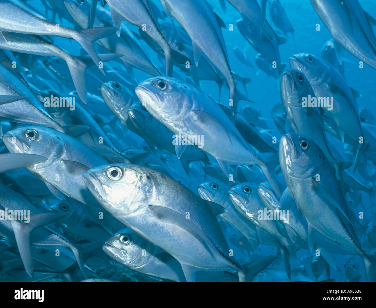 Fish in a Rush Stock Photo - Alamy