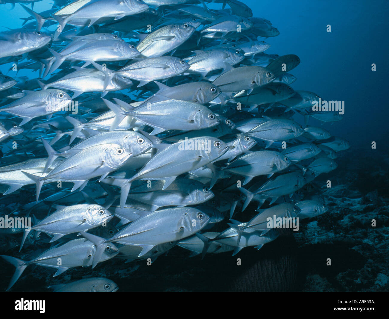 Fish in a Rush Stock Photo - Alamy