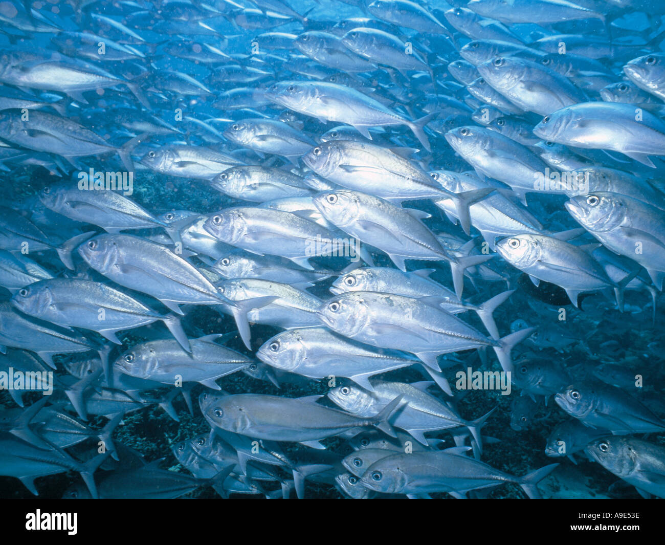 Fish in a Rush Stock Photo - Alamy
