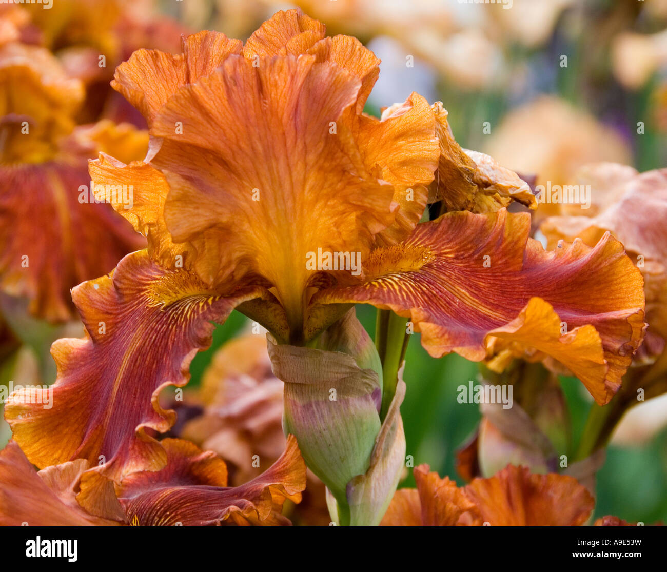 Brown Iris "Carnival time" flower blooming Stock Photo - Alamy