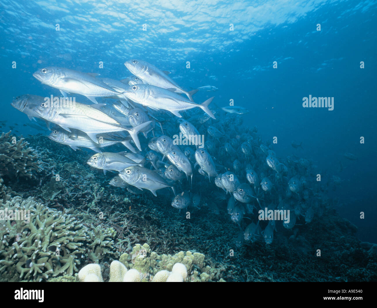 Fish in a Rush Stock Photo - Alamy