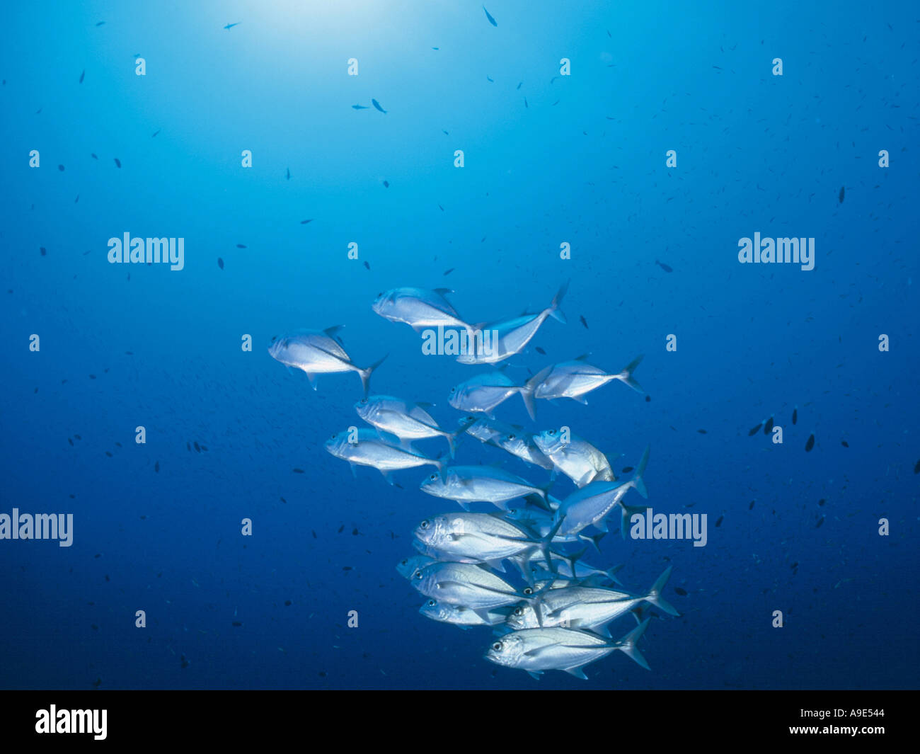 Fish in a Rush Stock Photo - Alamy