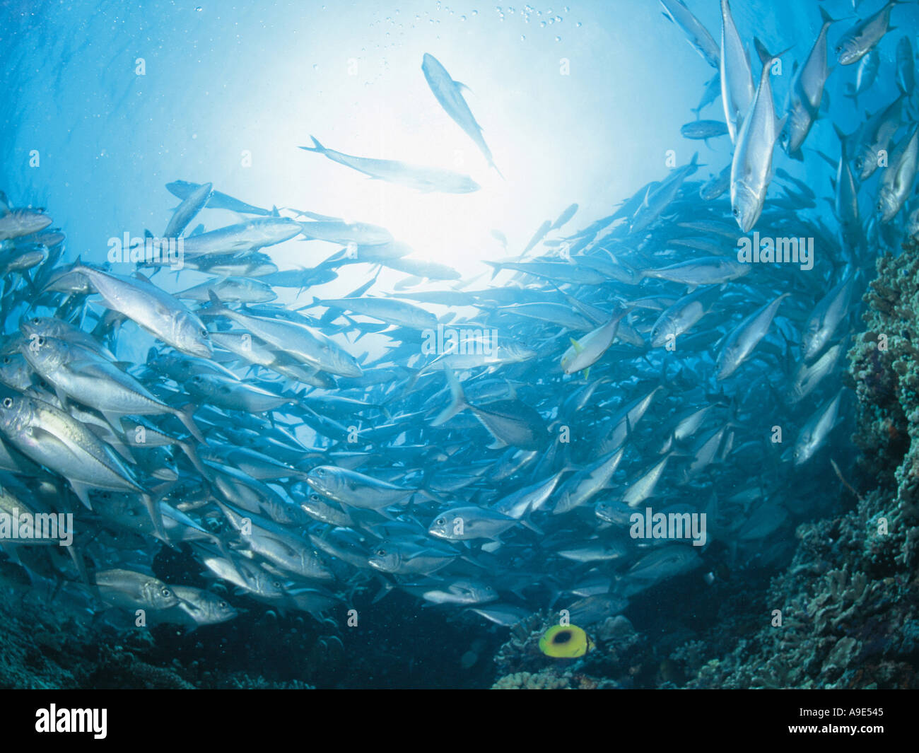 Fish in a Rush Stock Photo - Alamy