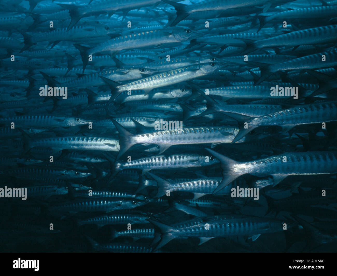 Fish in a Rush Stock Photo - Alamy