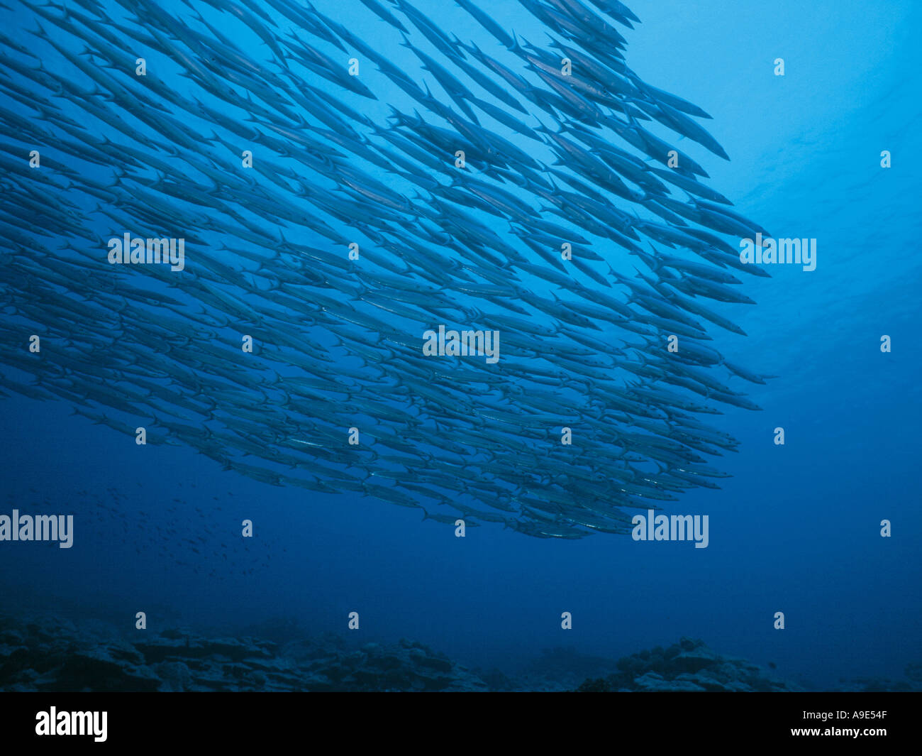 Fish in a Rush Stock Photo - Alamy