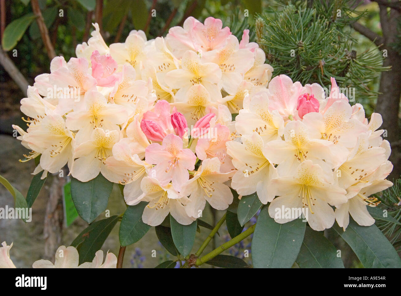 Yellow Rhododendron yakushimanum hybridum "Percy Wiseman" blooming ...