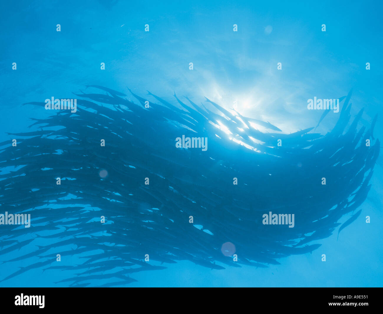 Fish in a Rush Stock Photo - Alamy