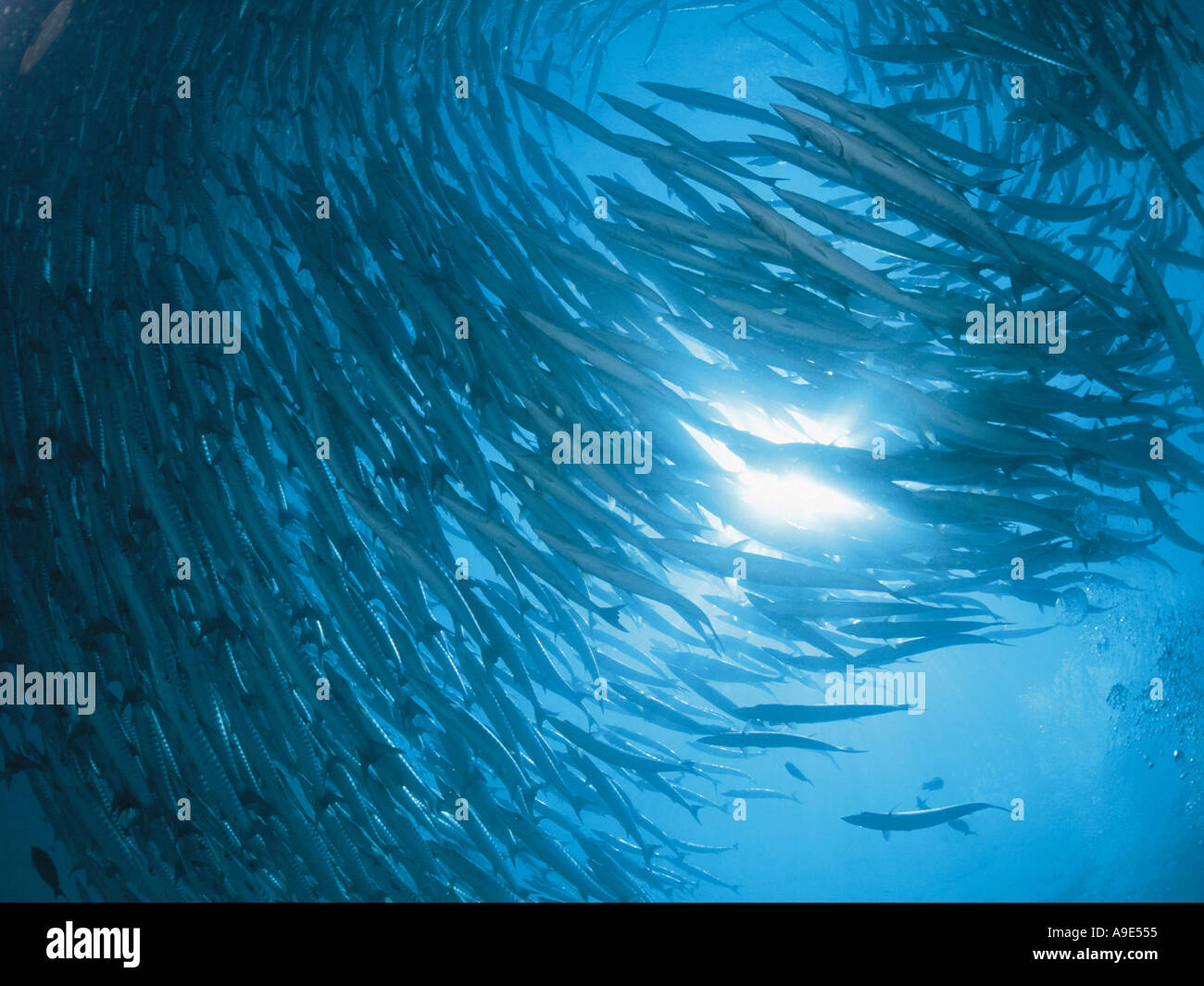 Fish in a Rush Stock Photo - Alamy
