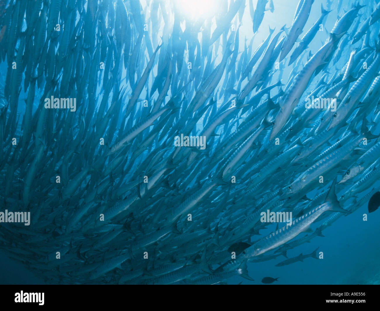 Fish in a Rush Stock Photo - Alamy