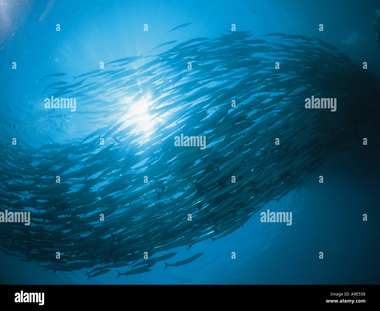 Fish in a Rush Stock Photo - Alamy