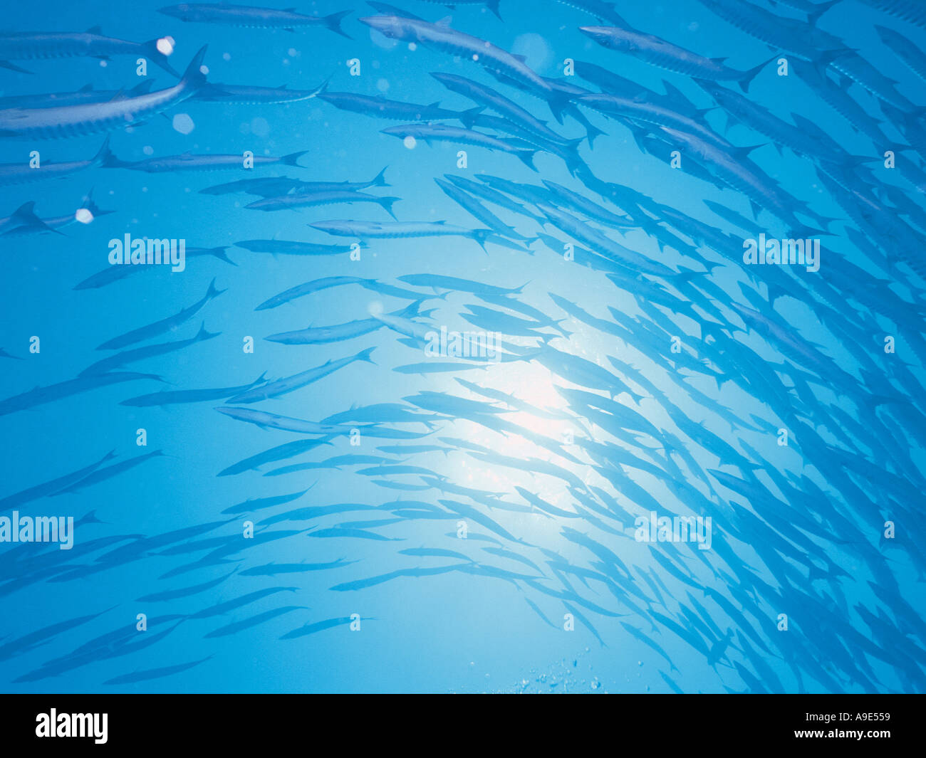 Fish in a Rush Stock Photo - Alamy