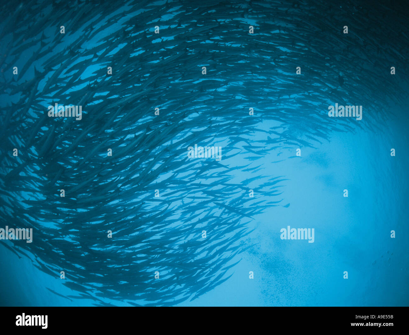 Fish in a Rush Stock Photo - Alamy