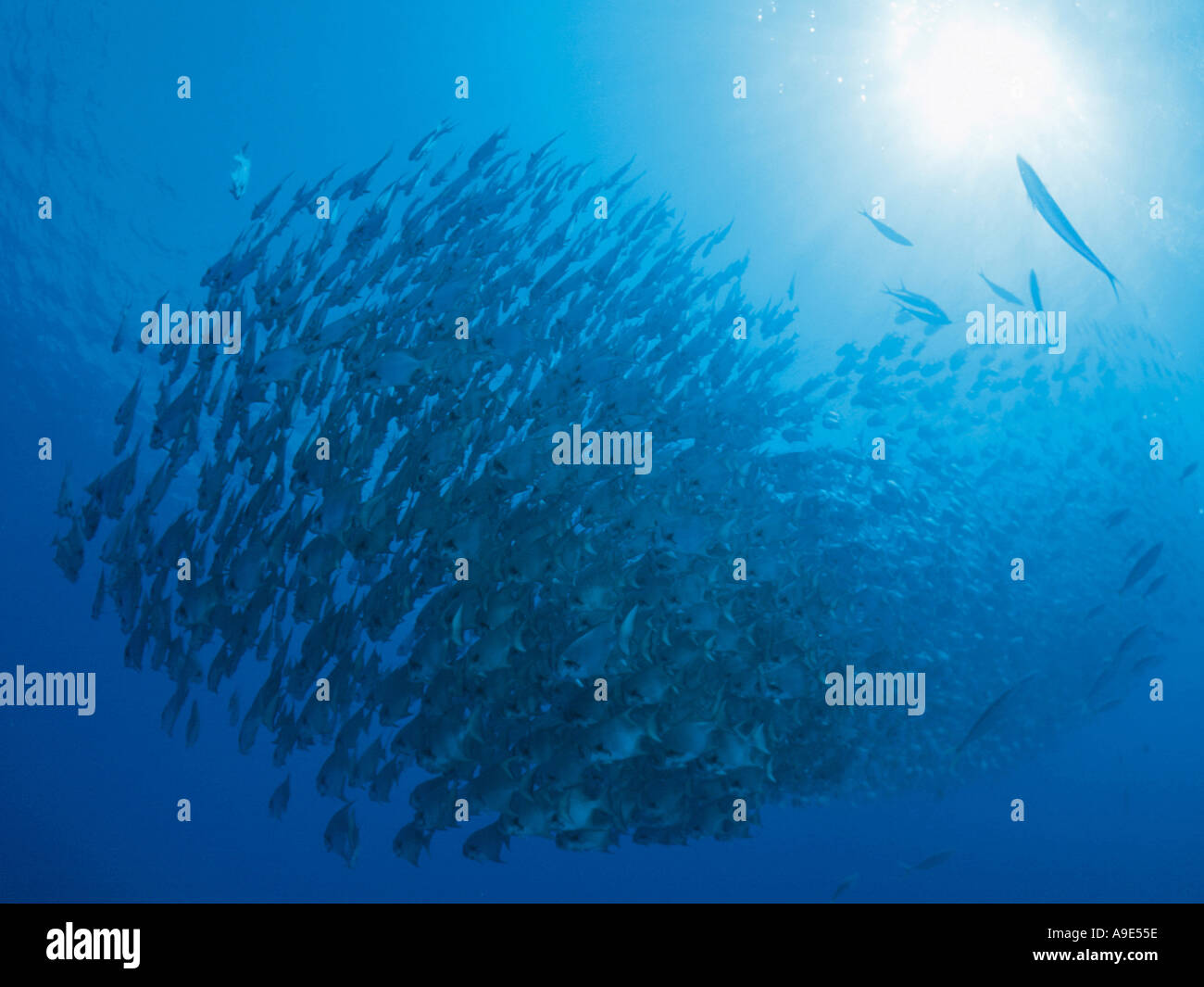 Fish in a Rush Stock Photo - Alamy