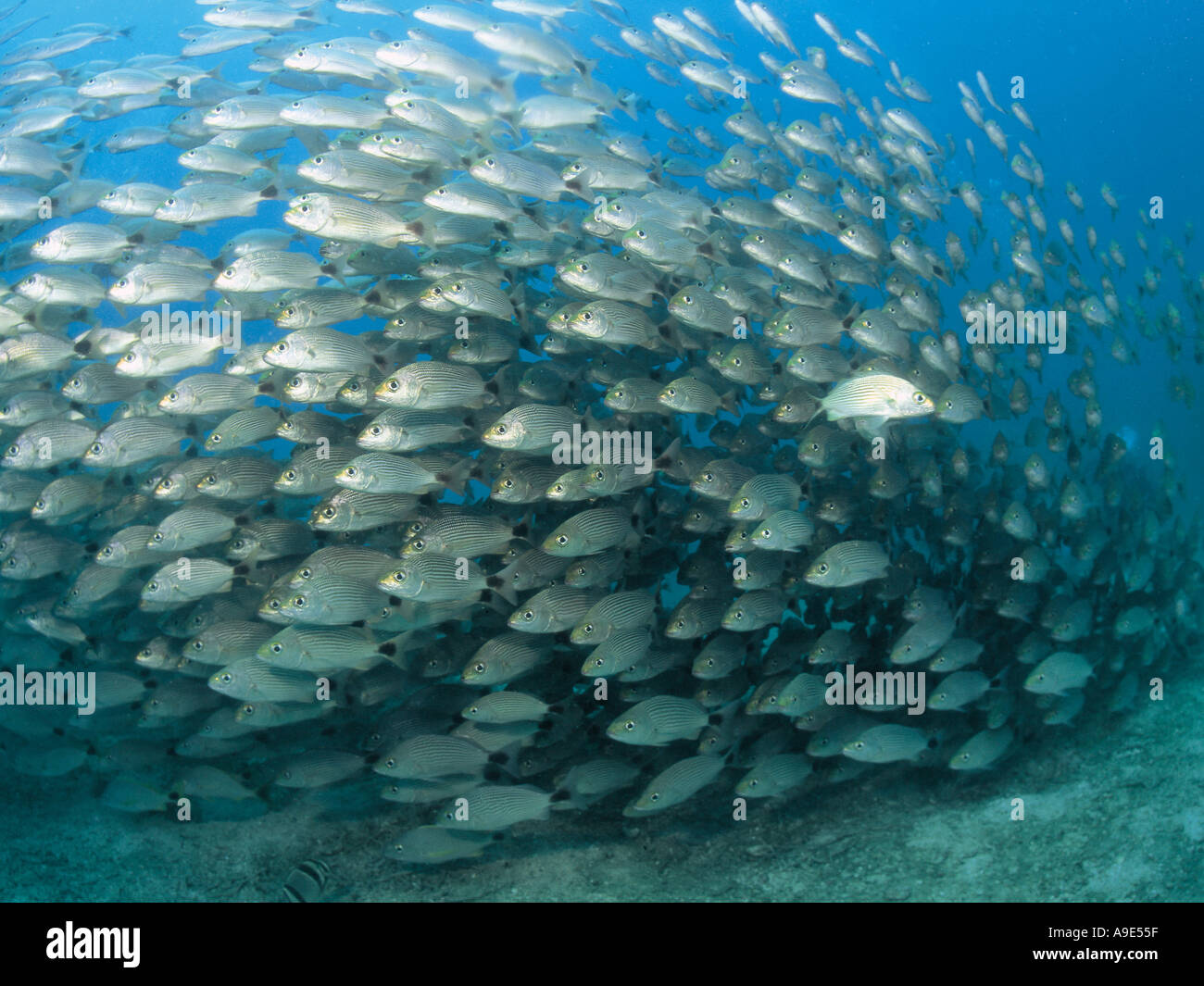 Fish in a Rush Stock Photo - Alamy