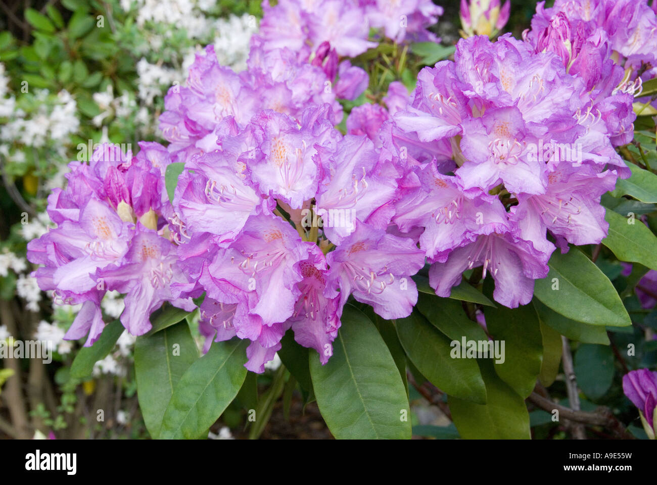 Purple Rhododendron catawbiense blooming Stock Photo - Alamy