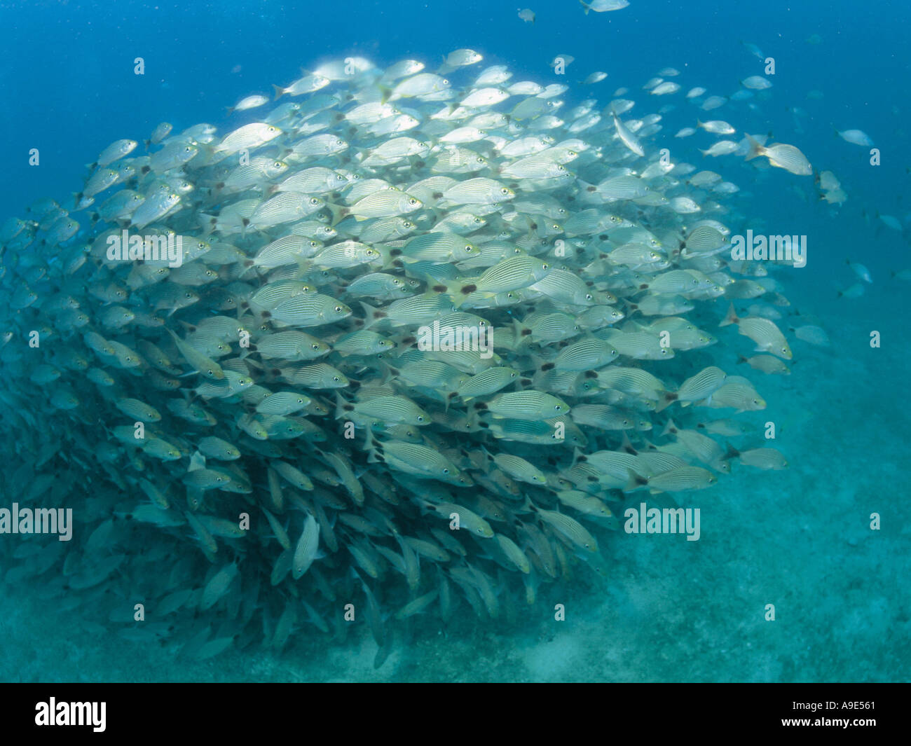 Fish in a Rush Stock Photo - Alamy